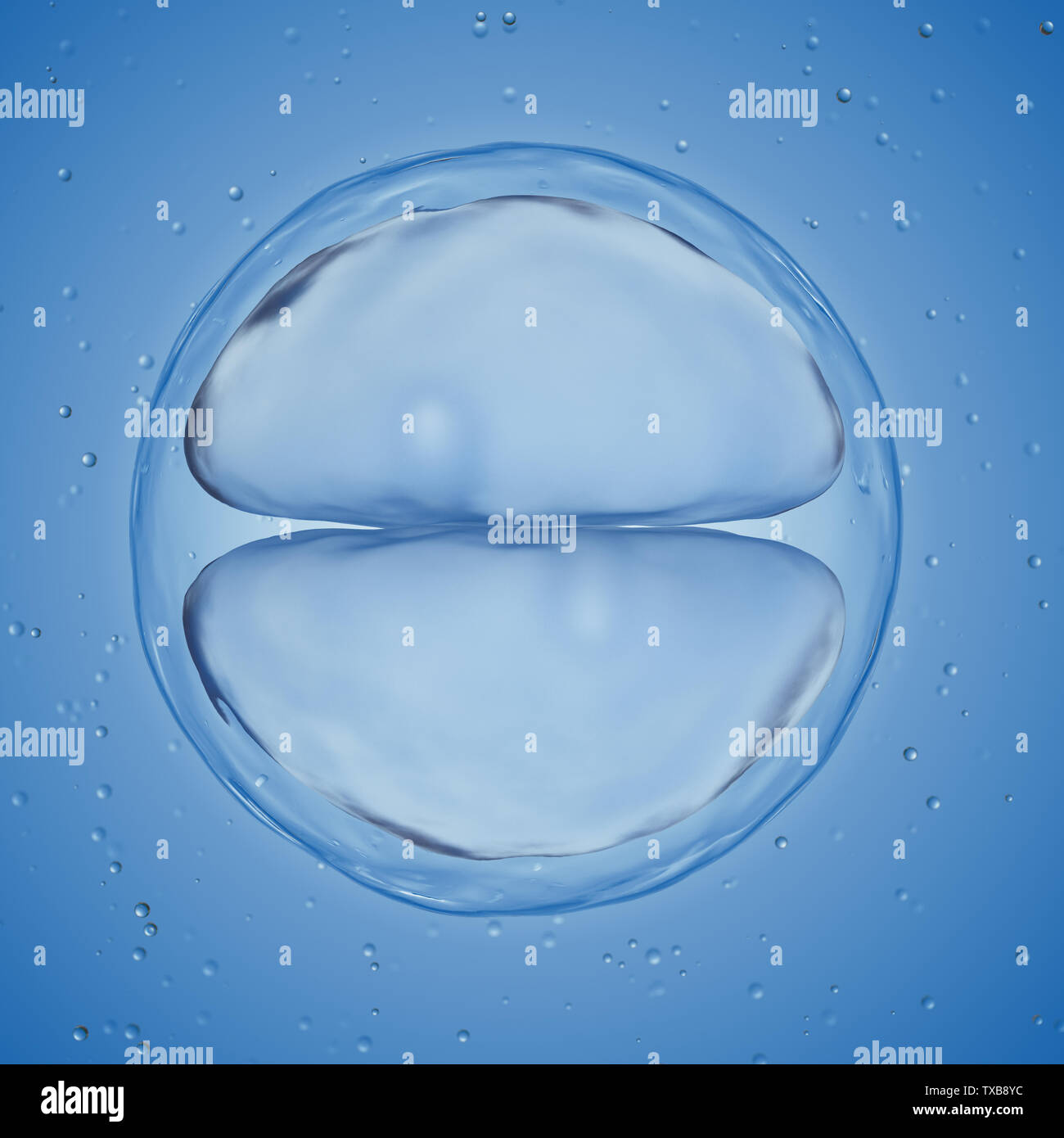 3d rendered illustration of a 2 cell stage egg Stock Photo - Alamy