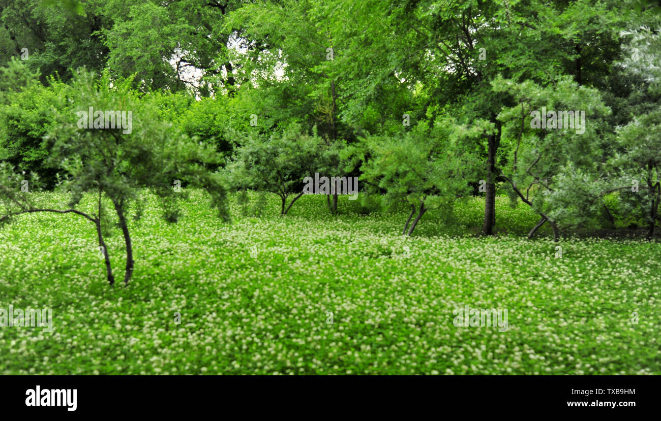 Spring forest flowers and plants picture Stock Photo - Alamy