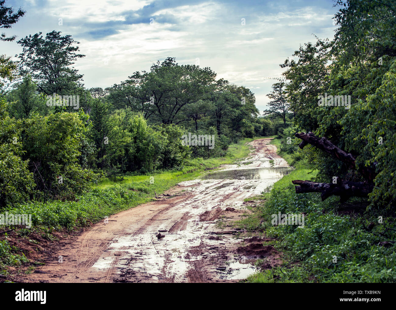 Africa, Zimbabwe, animals, nature pristine, Zambezi river, panorama ...