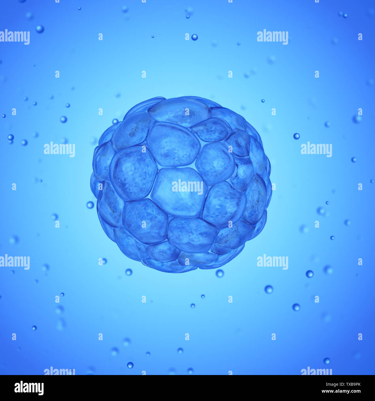 Human blastocyst microscope hi-res stock photography and images - Alamy