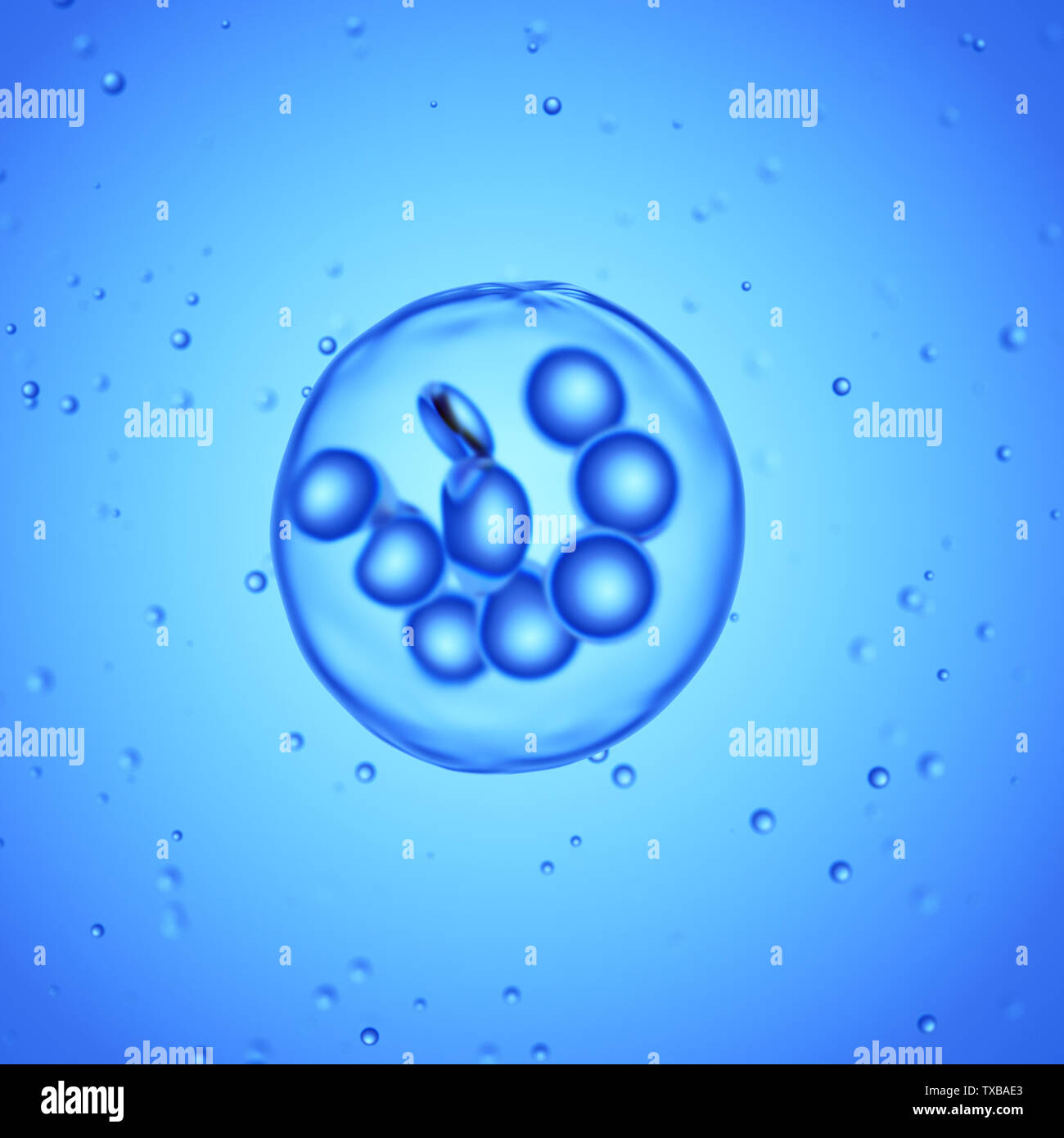 Megakaryocyte hi-res stock photography and images - Alamy