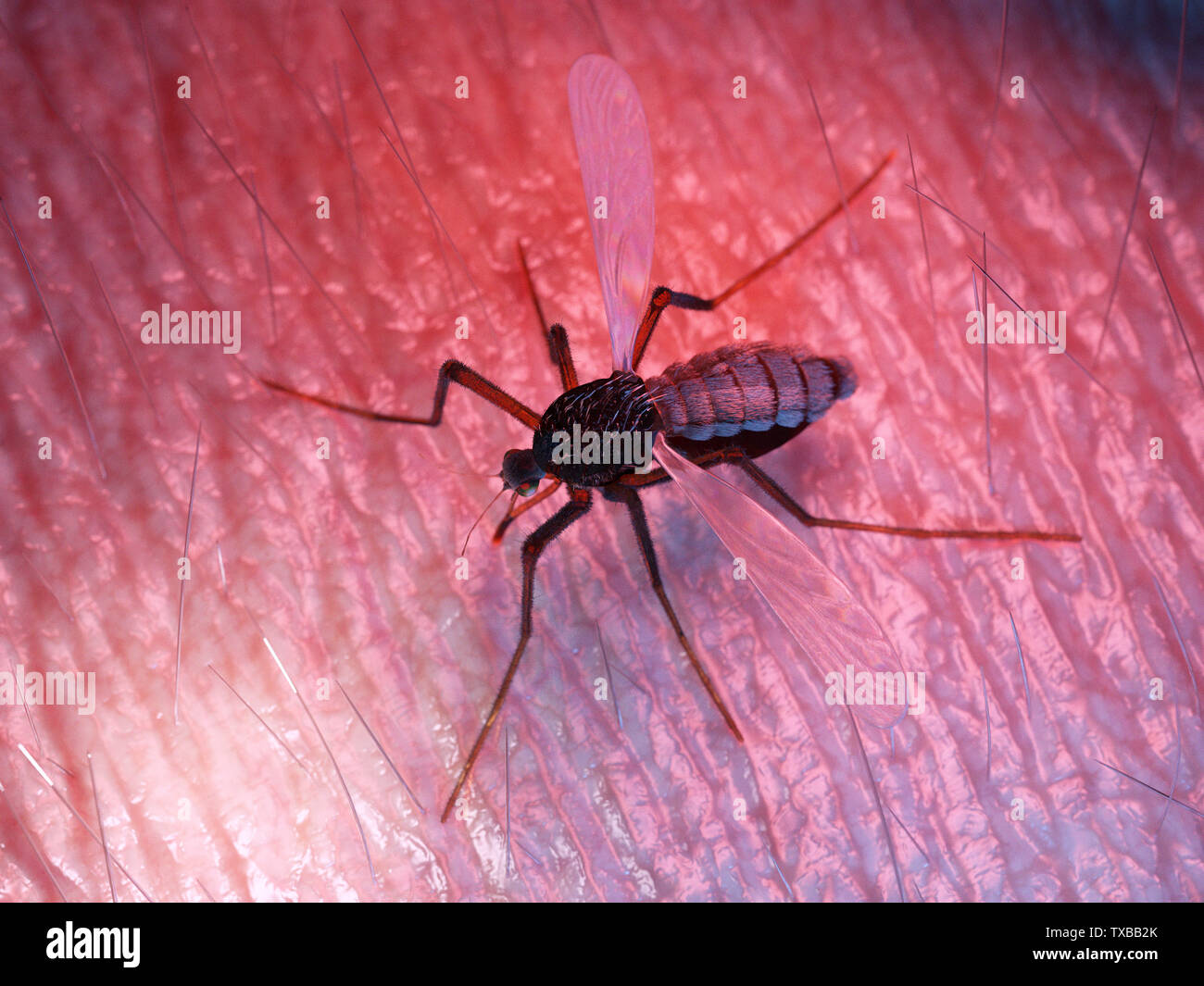 3d rendered medically accurate illustration of a mosquito on human skin ...