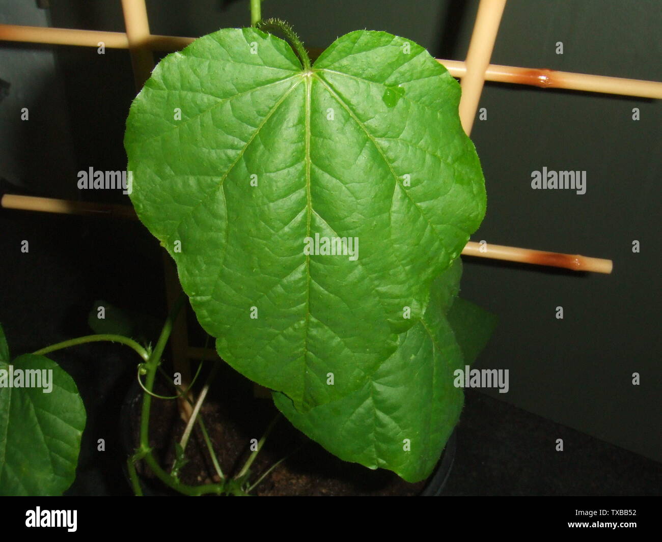 Blad High Resolution Stock Photography and Images - Alamy