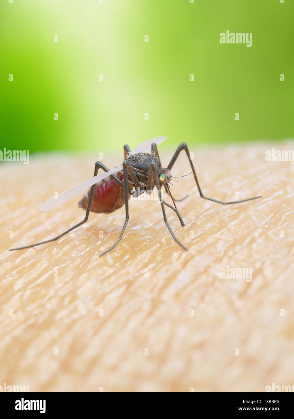 3d rendered illustration of a mosquito bitiing a human Stock Photo - Alamy
