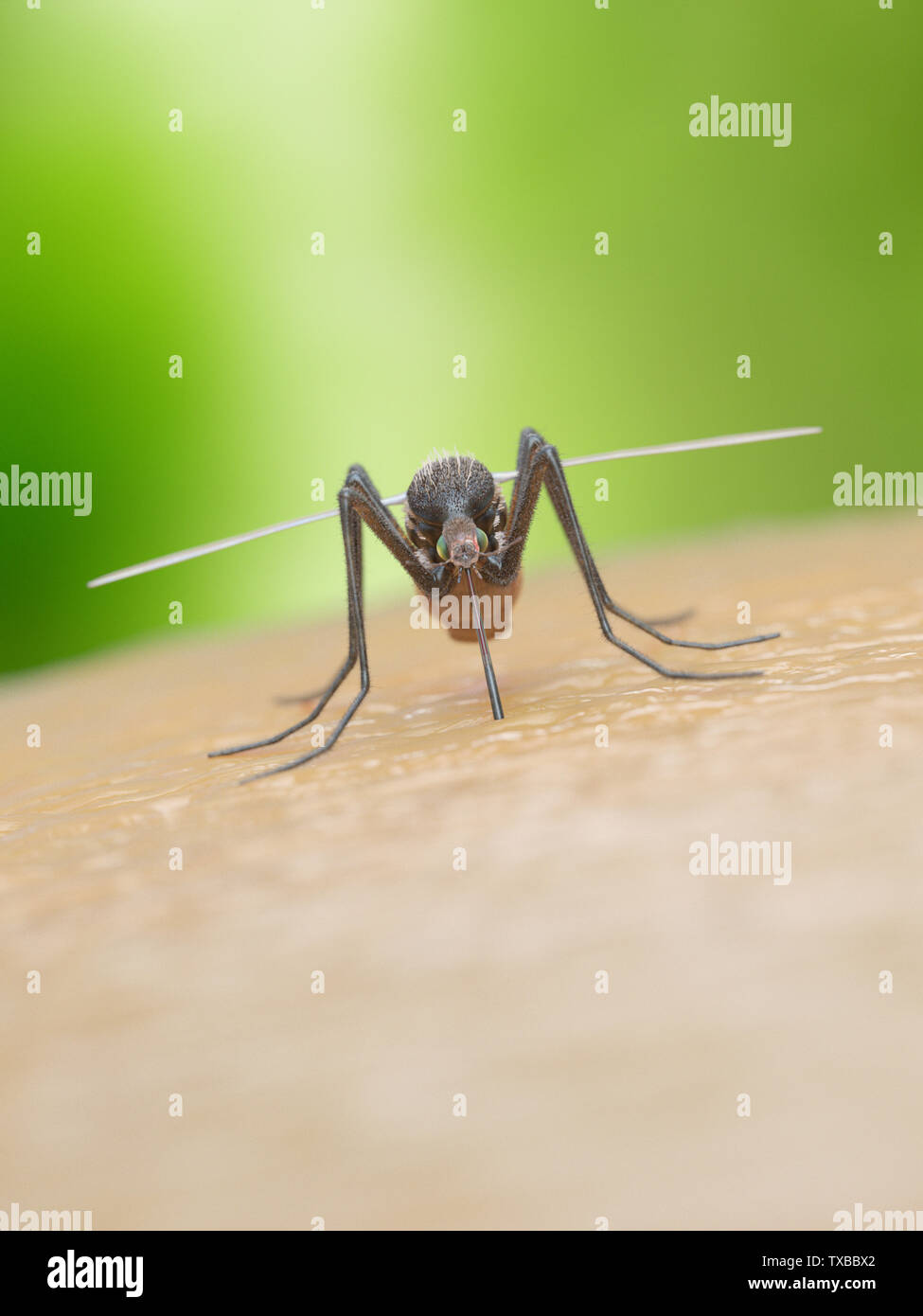 3d rendered illustration of a mosquito bitiing a human Stock Photo - Alamy