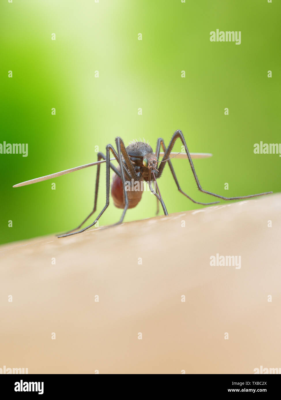 3d rendered illustration of a mosquito bitiing a human Stock Photo - Alamy