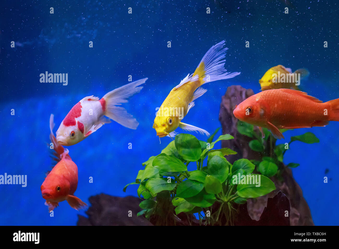 Ornamental fish hi-res stock photography and images - Alamy