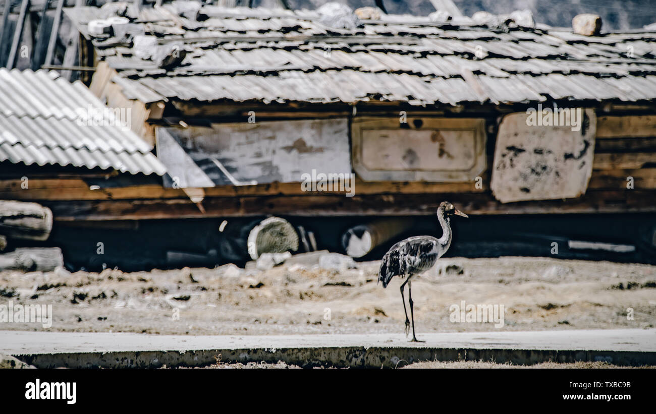black - necked crane Stock Photo - Alamy