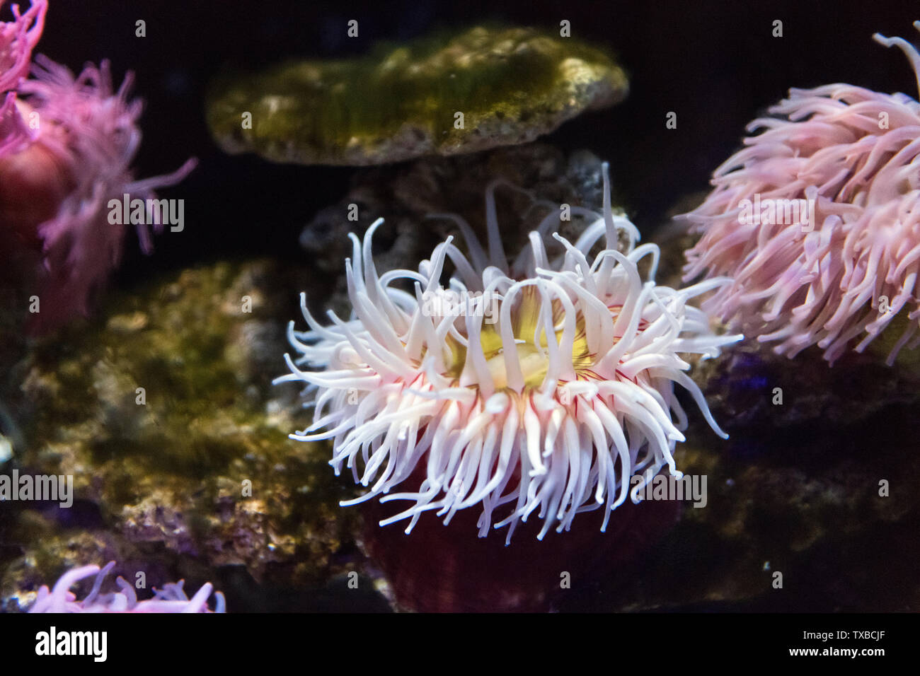 Hydra corals hi-res stock photography and images - Alamy