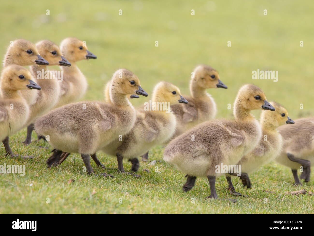 Canadian goose chicks baby Stock Photo - Alamy