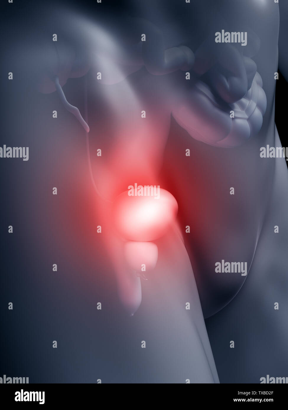 Human bladder hi-res stock photography and images - Alamy