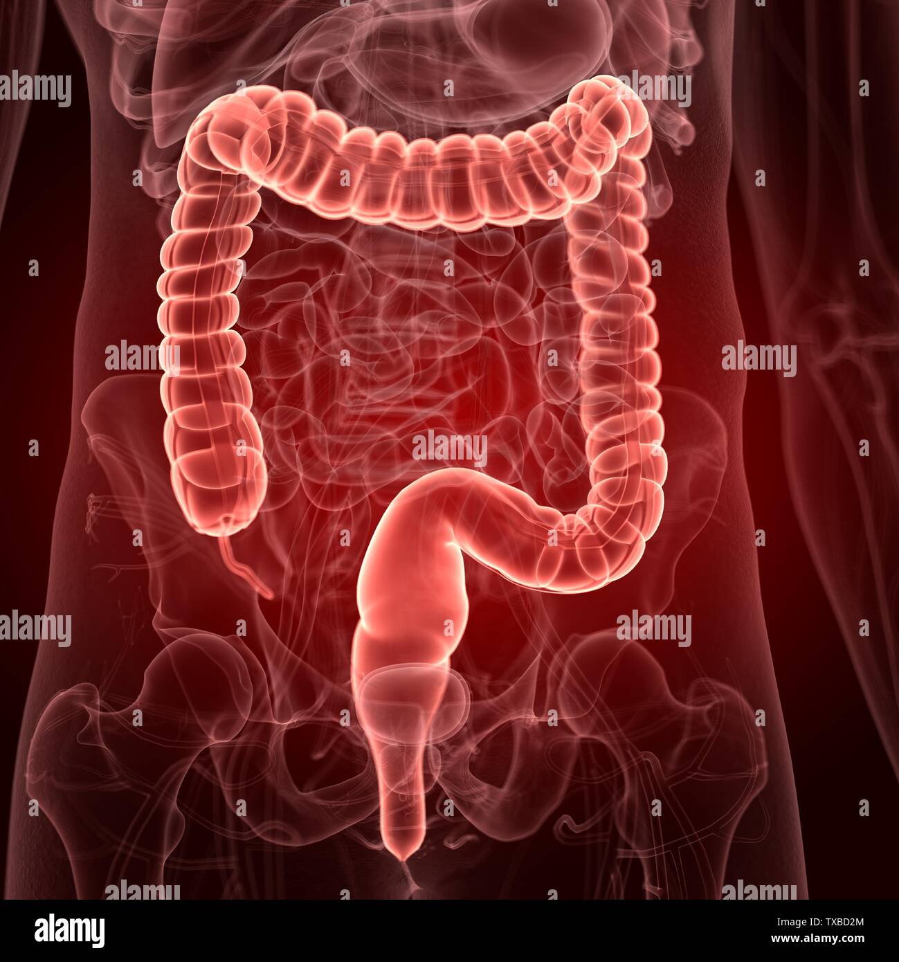 3d rendered medically accurate illustration of the human colon Stock ...