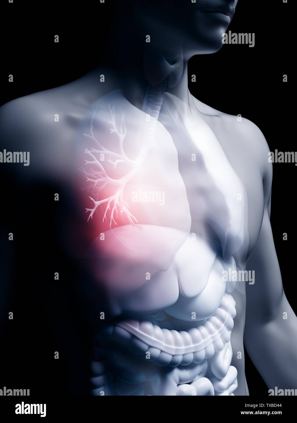3d rendered medically accurate illustration of the human bronchi Stock ...
