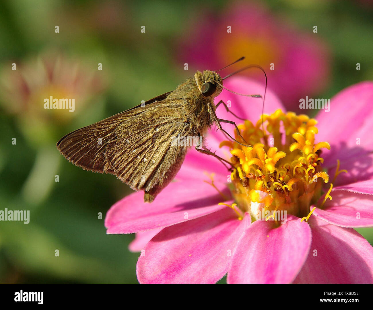 Family hesperiidae hi-res stock photography and images - Alamy