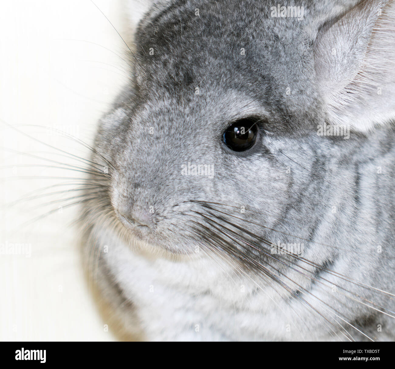 Chinchilla rat hi-res stock photography and images - Alamy