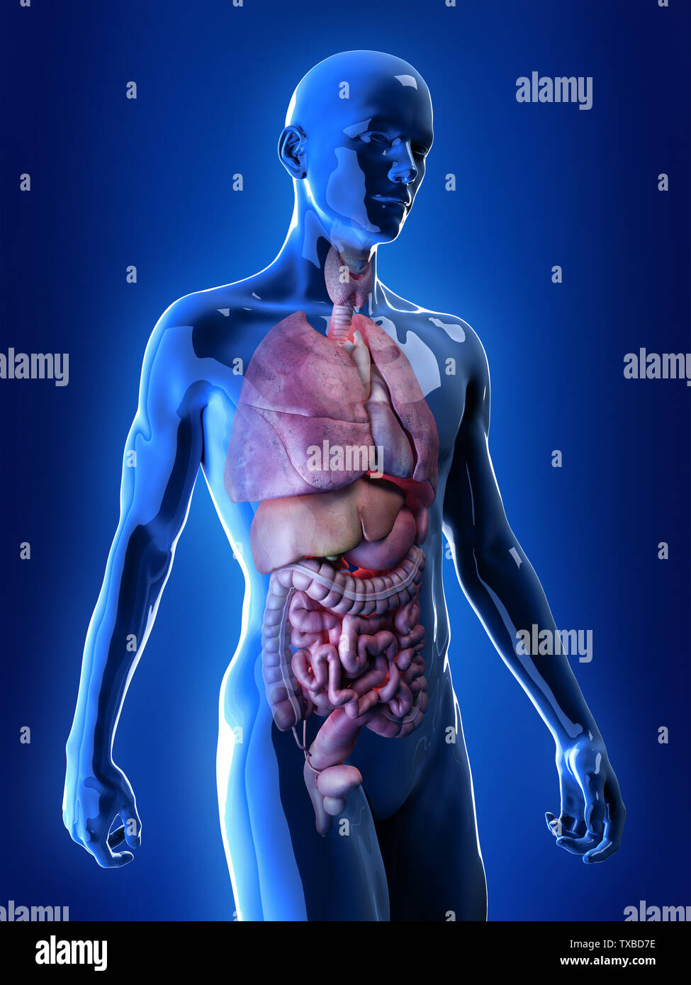 3d rendered, medically accurate illustration of the internal organs ...