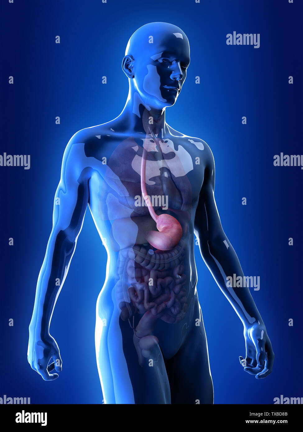 3d rendered, medically accurate illustration of the stomach Stock Photo ...