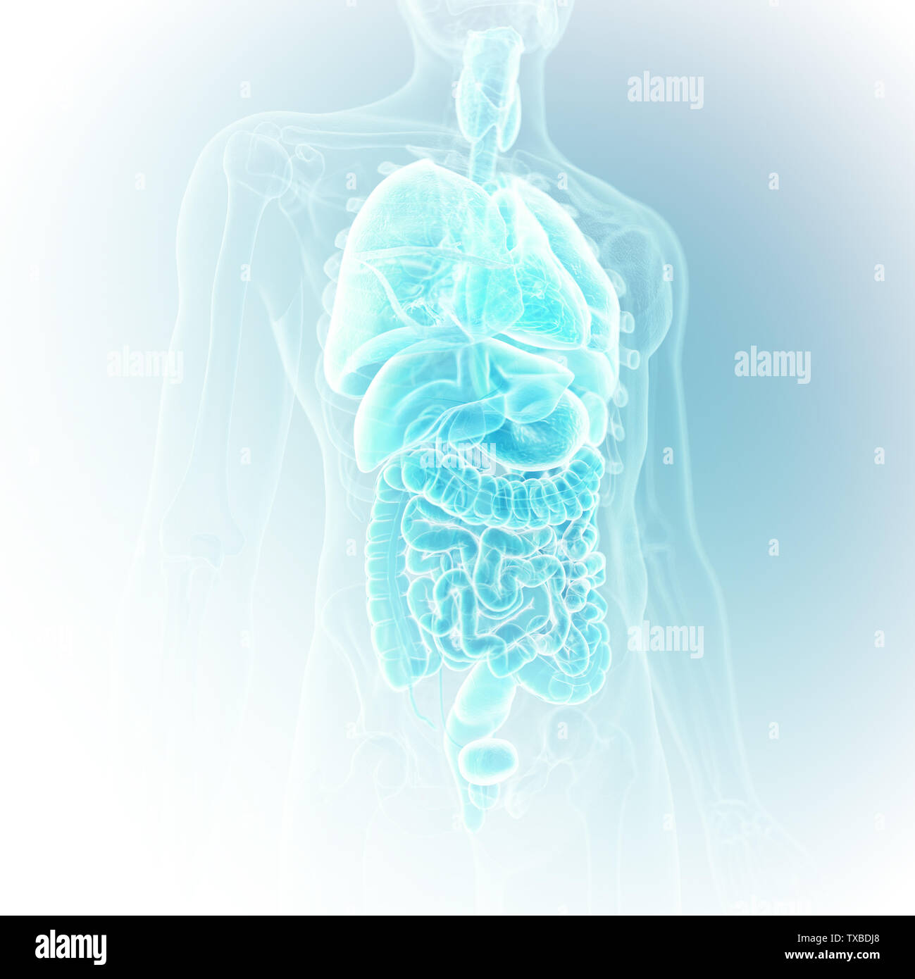 3d rendered medically accurate illustration of the human organs Stock ...
