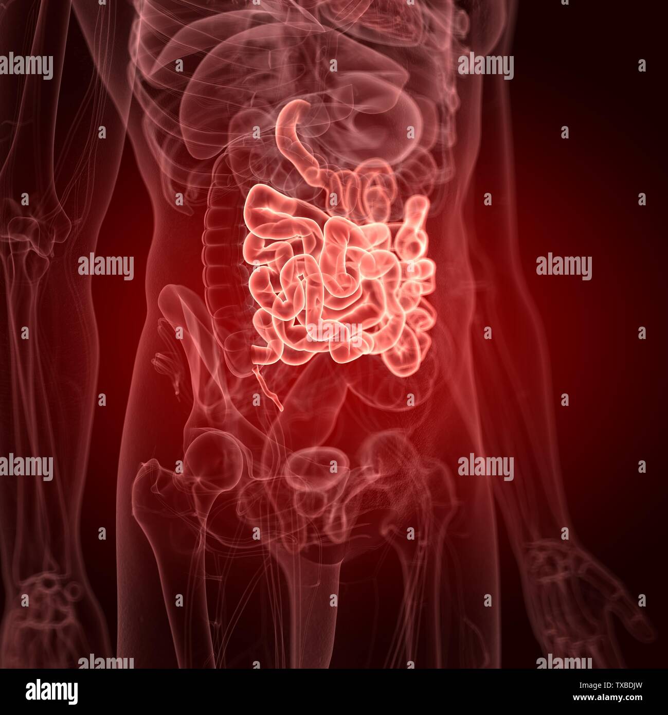 3d rendered medically accurate illustration of the small intestine ...