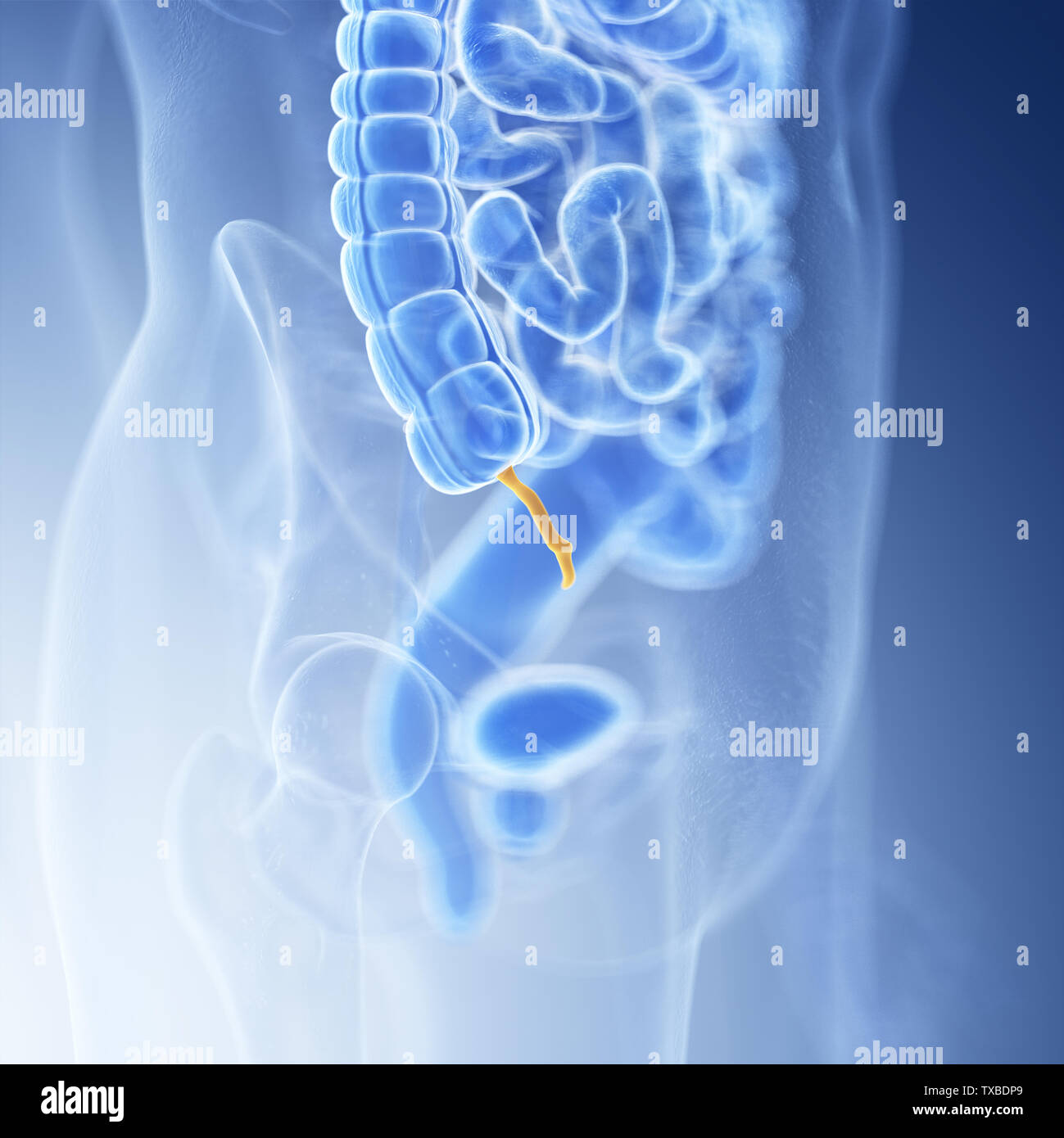 3d rendered medically accurate illustration of the appendix Stock Photo ...