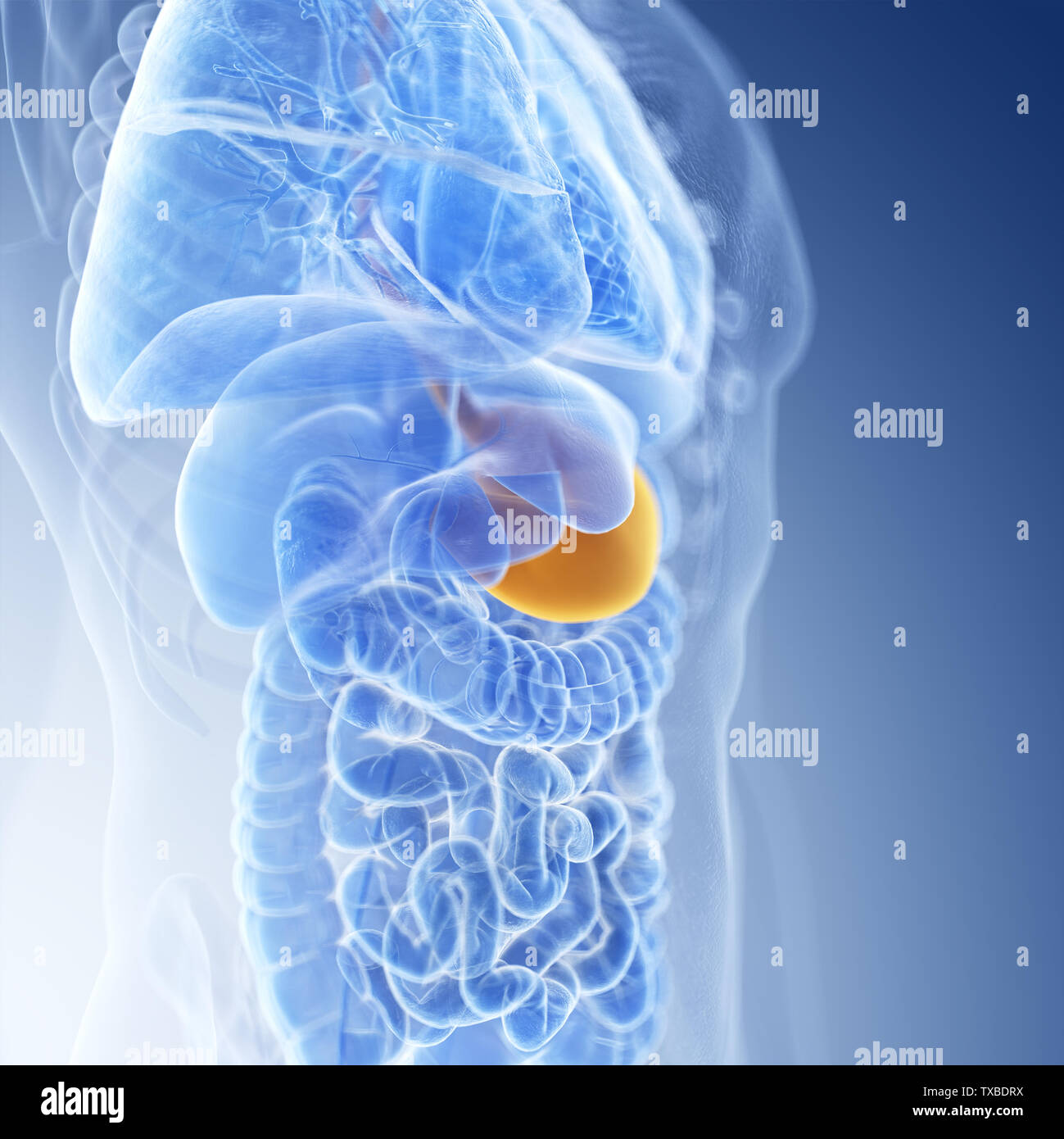 3d rendered medically accurate illustration of the stomach Stock Photo ...