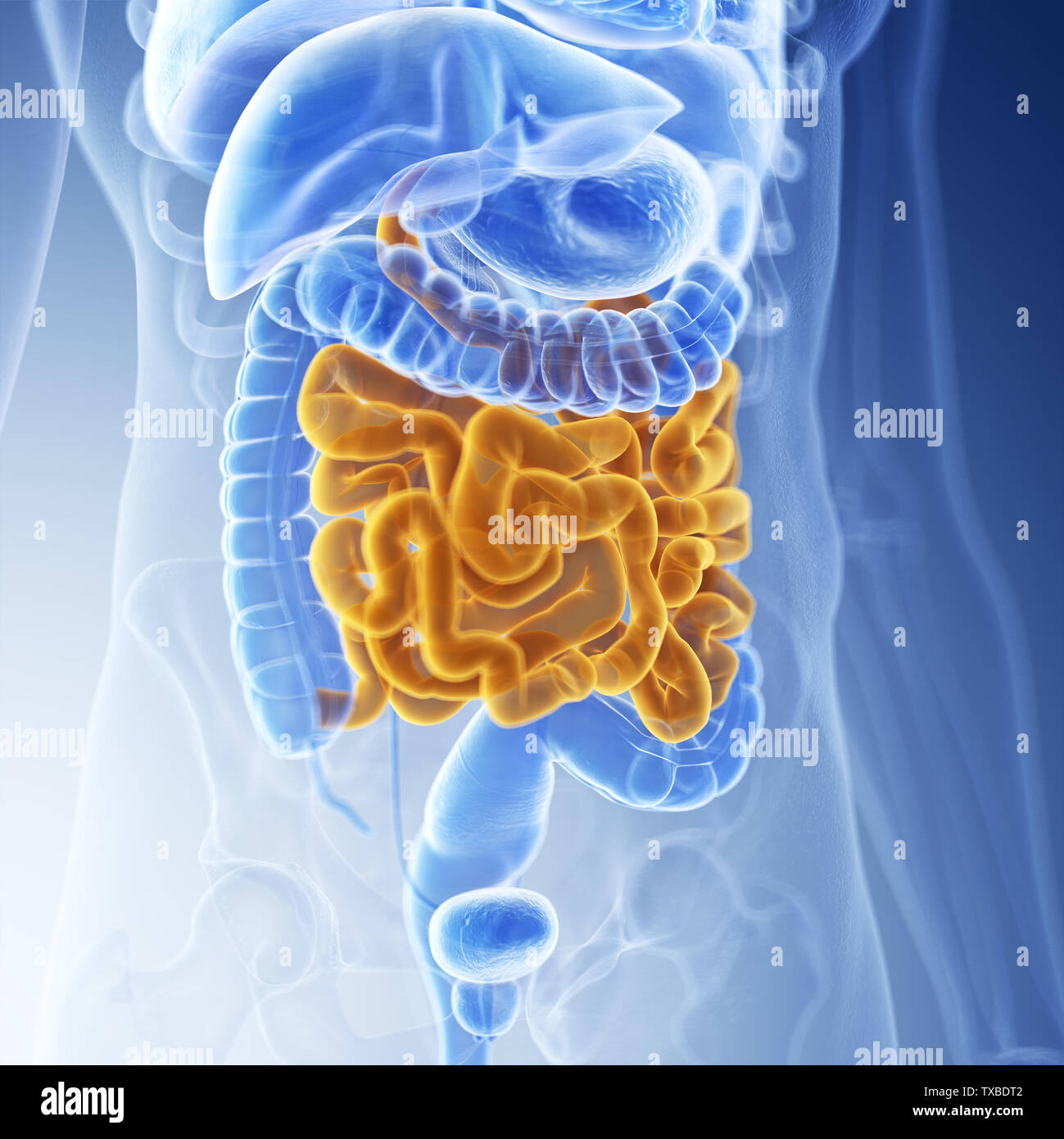 3d rendered medically accurate illustration of the small intestine ...