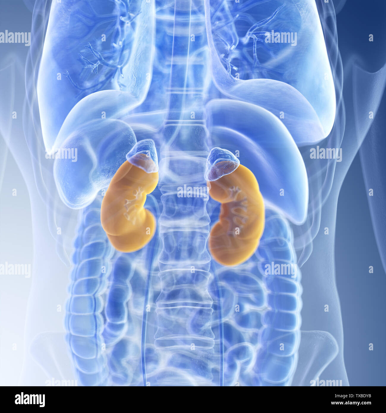 3d rendered medically accurate illustration of the kidneys Stock Photo ...