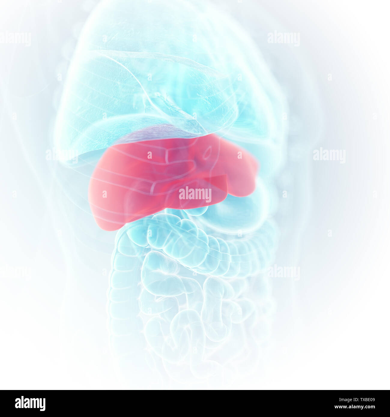 3d rendered medically accurate illustration of the liver Stock Photo ...