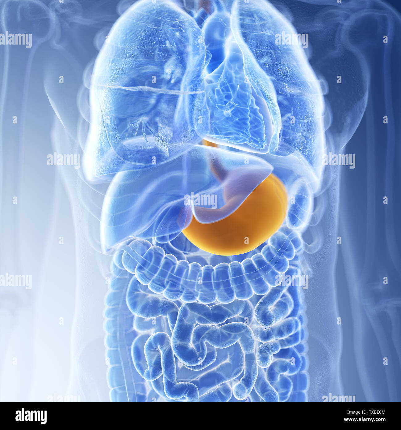 3d rendered medically accurate illustration of the stomach Stock Photo ...