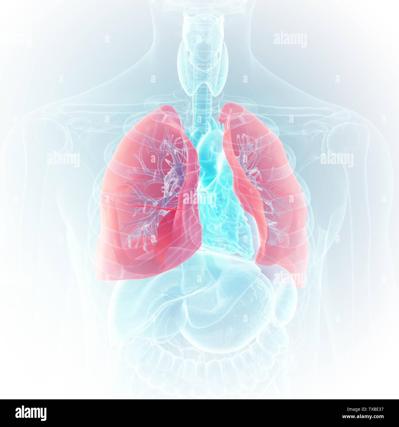 3d rendered medically accurate illustration of the lung Stock Photo - Alamy