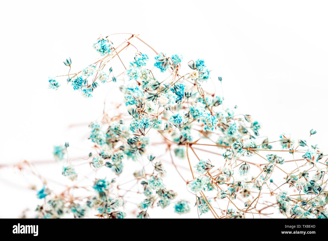 Blue dried flowers Stock Photo - Alamy