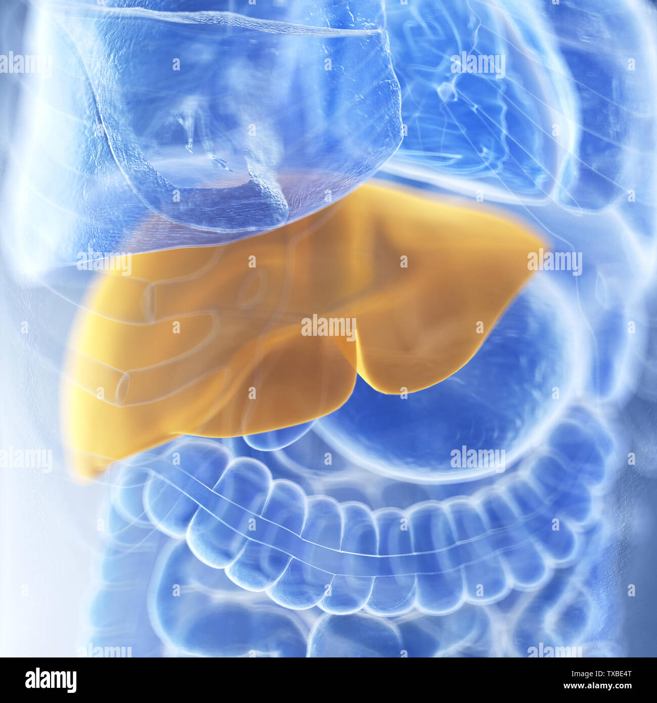 3d rendered medically accurate illustration of the liver Stock Photo ...