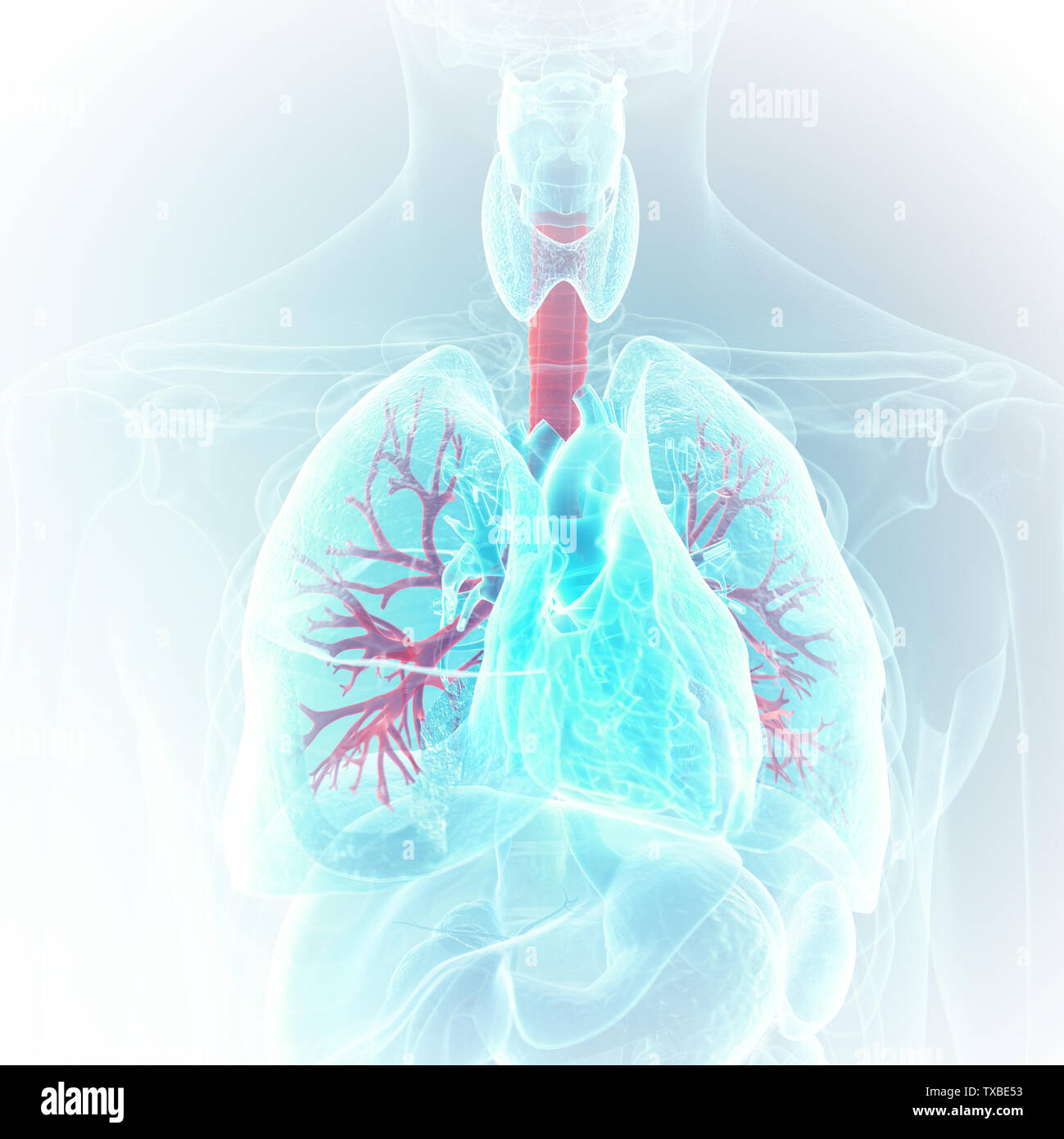 3d rendered medically accurate illustration of the bronchi Stock Photo ...
