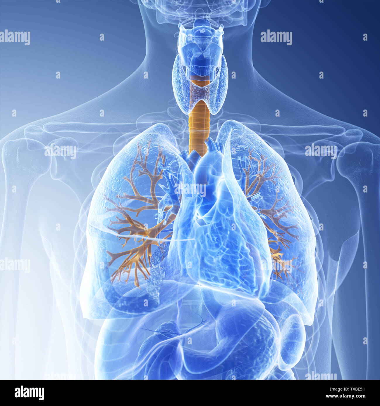 3d rendered medically accurate illustration of the bronchi Stock Photo ...