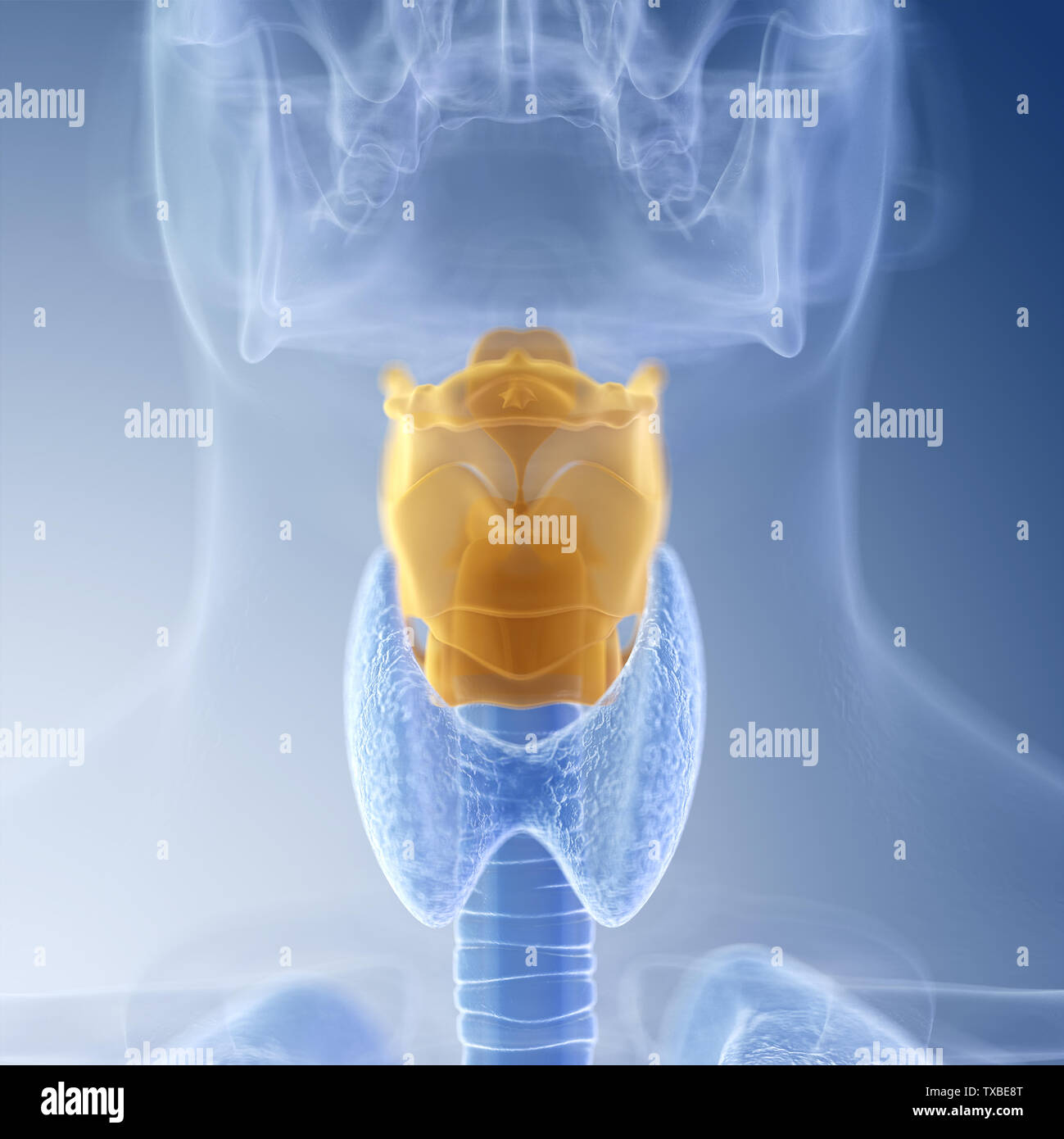 3d rendered medically accurate illustration of the larynx Stock Photo ...