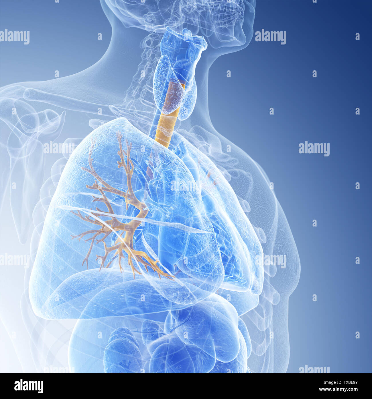 3d rendered medically accurate illustration of the bronchi Stock Photo ...