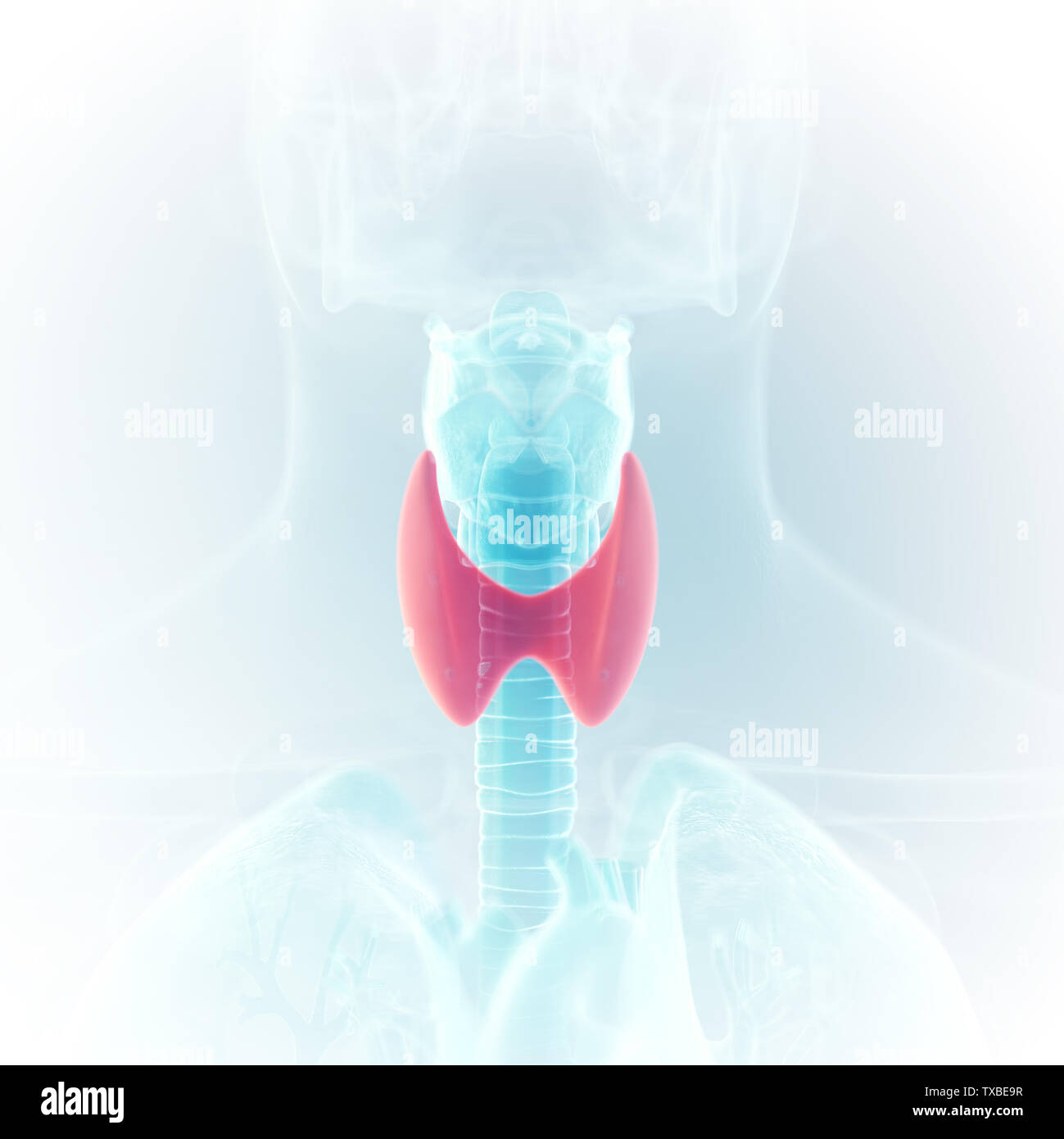 3d rendered medically accurate illustration of the thyroid Stock Photo ...