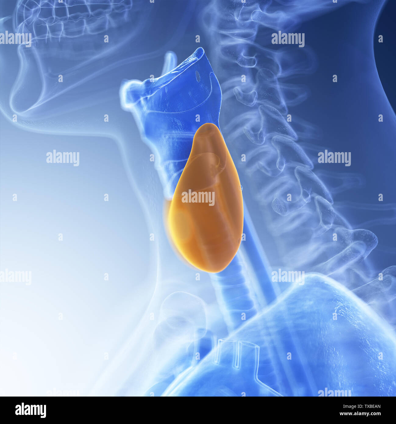 3d rendered medically accurate illustration of the thyroid Stock Photo ...
