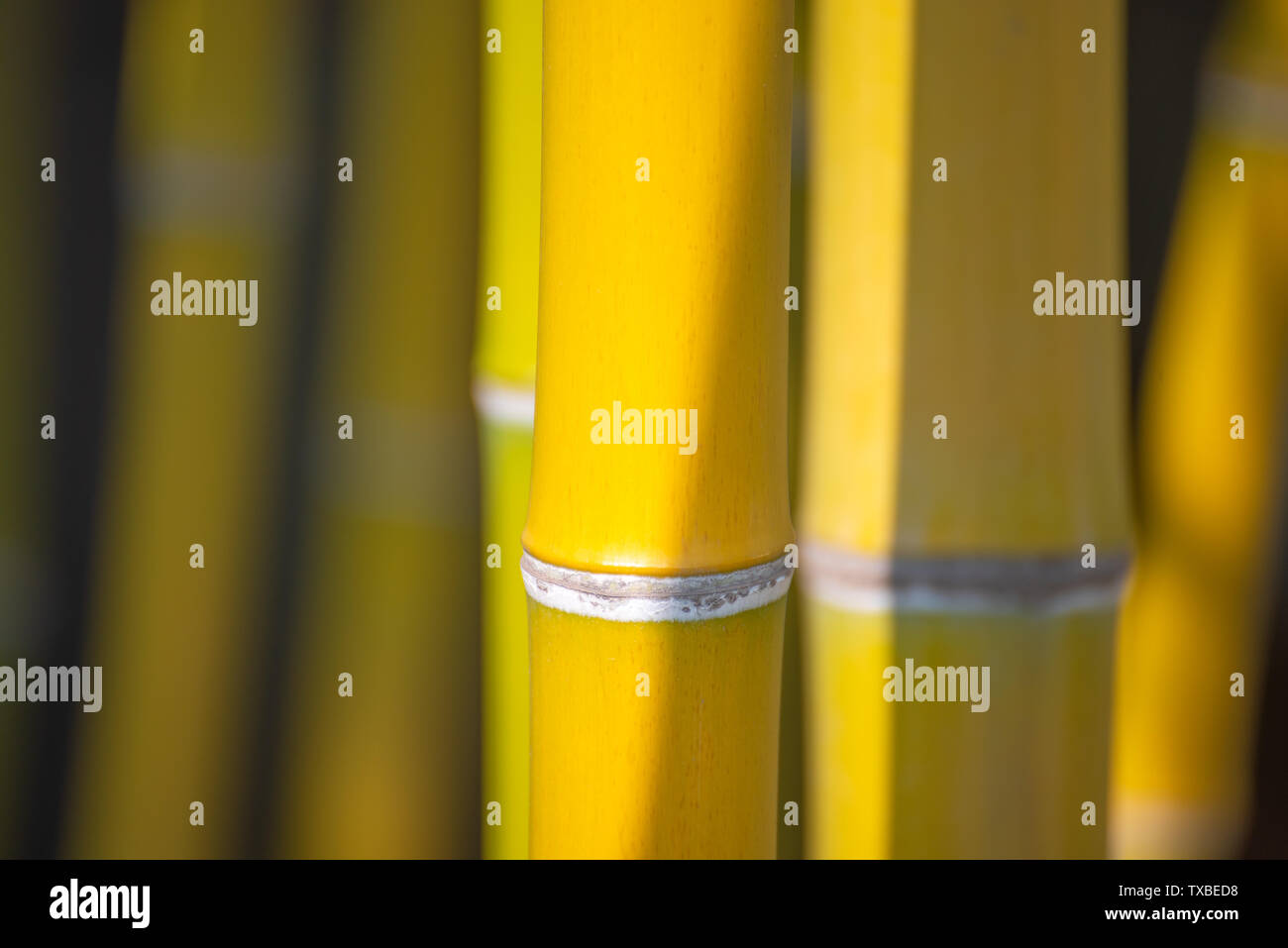 Bamboo from the botched political garden in Suzhou Stock Photo - Alamy