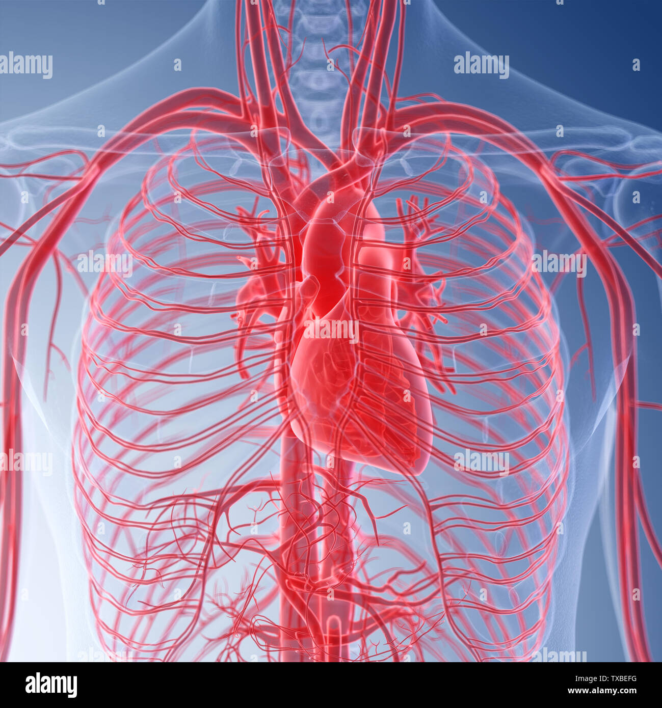 3d rendered medically accurate illustration of the human heart Stock ...