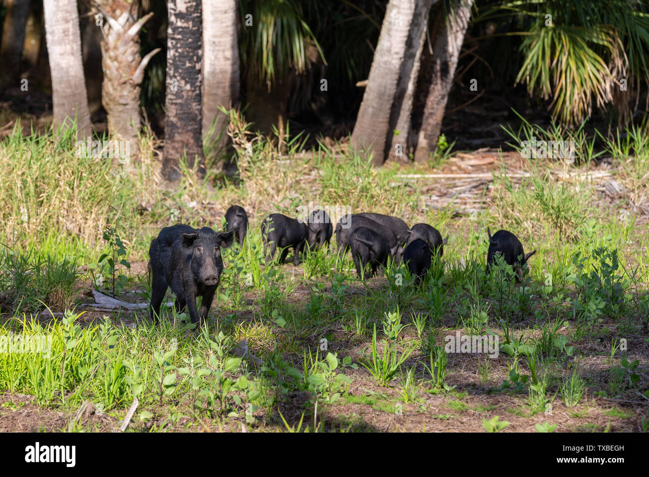 Wild pig looking at camera while piglets forage for food in the ...