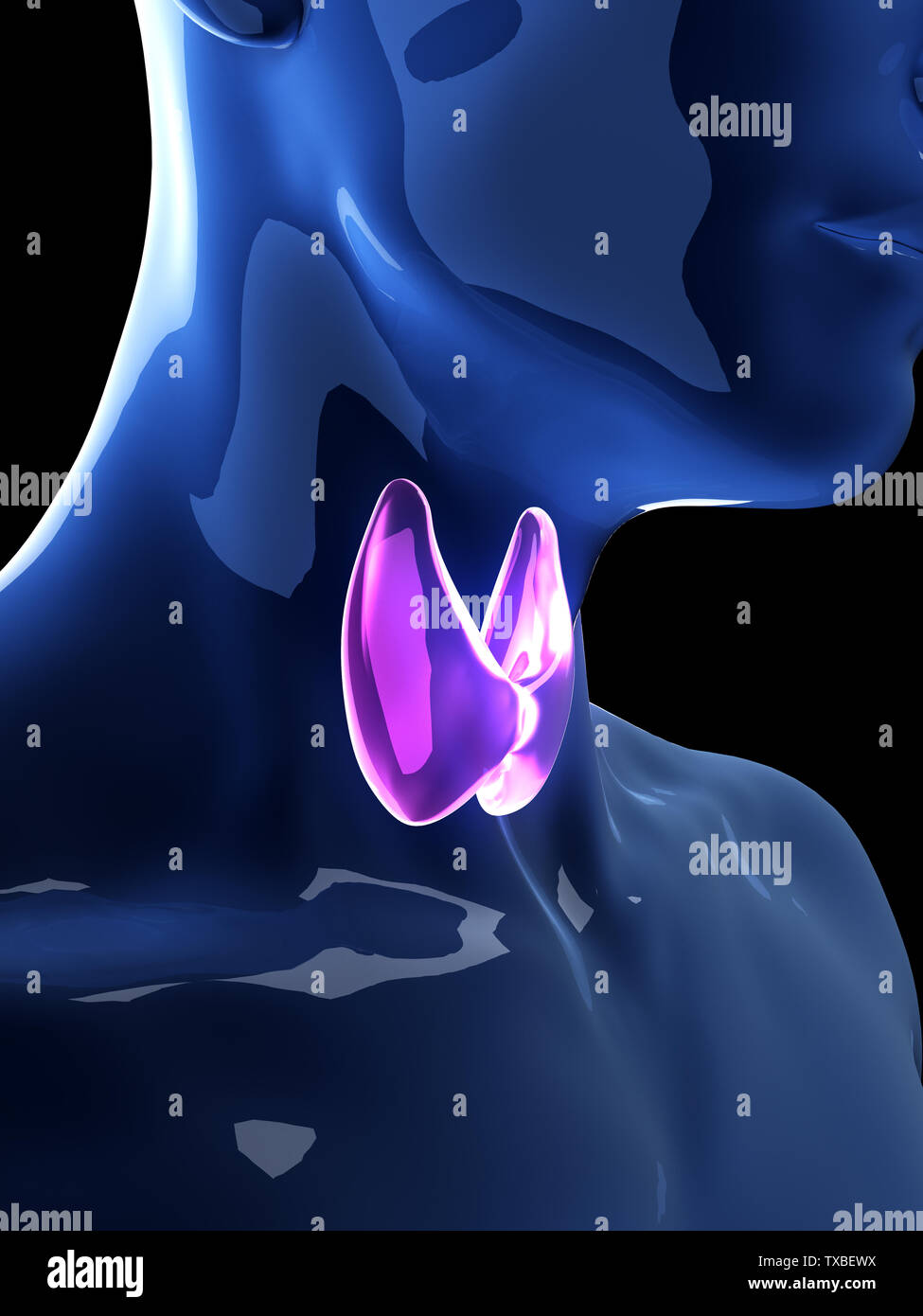 3d rendered medically accurate illustration of the human thyroid gland ...
