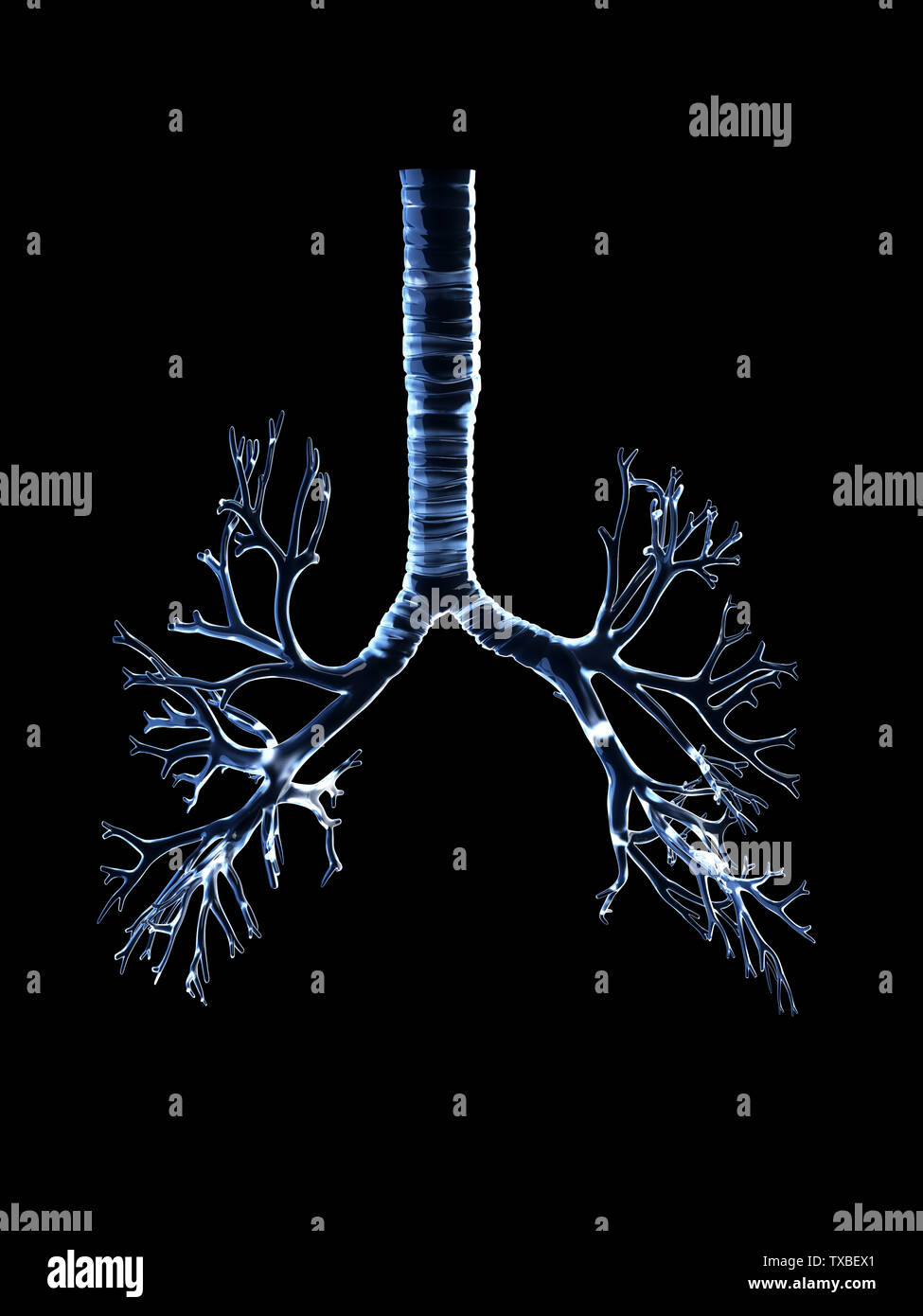 3d rendered medically accurate illustration of the human bronchi Stock ...