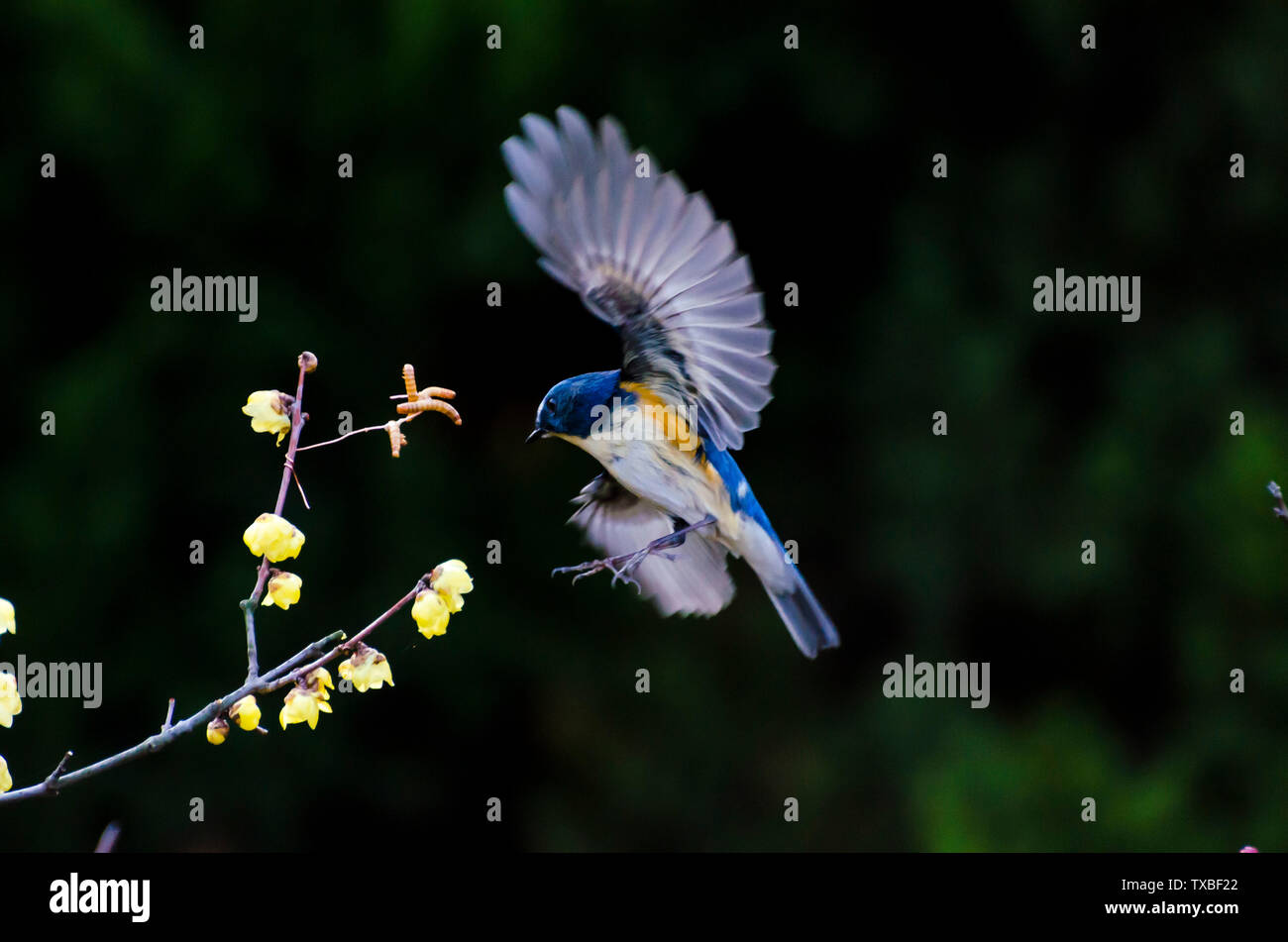 Seduce hi-res stock photography and images - Alamy