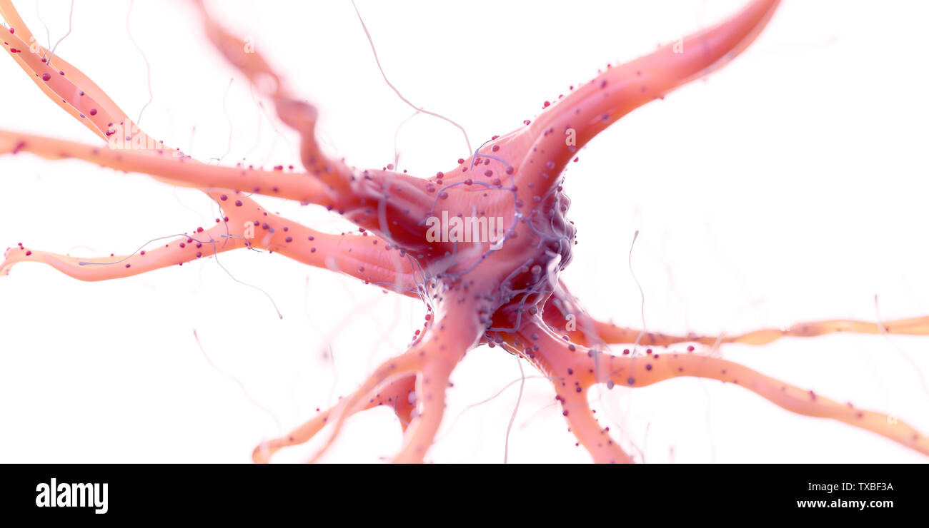3d rendered medically accurate illustration of the human nerve cell ...