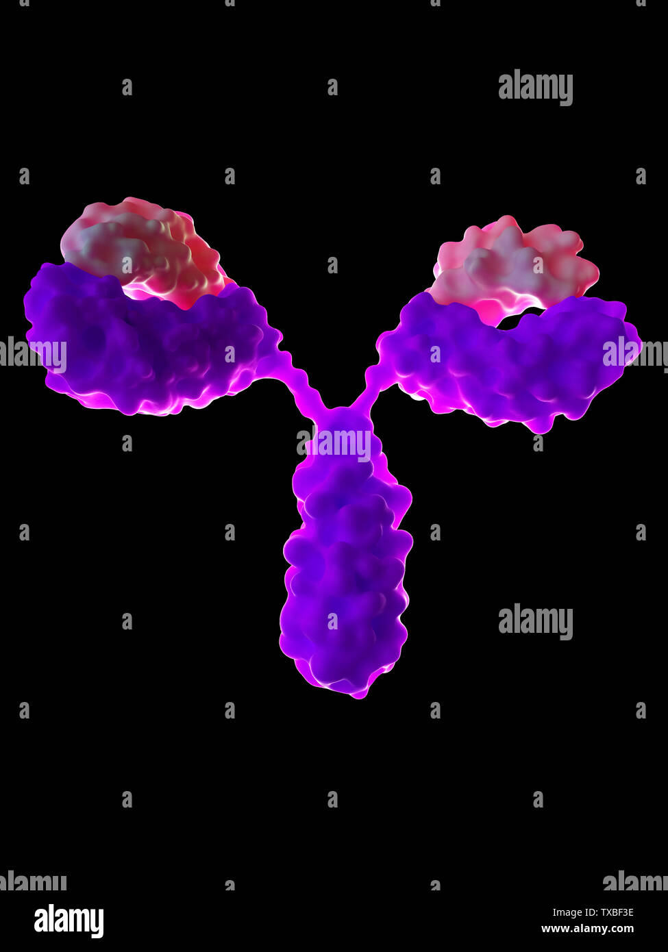 3d rendered medically accurate illustration of an antibody Stock Photo ...