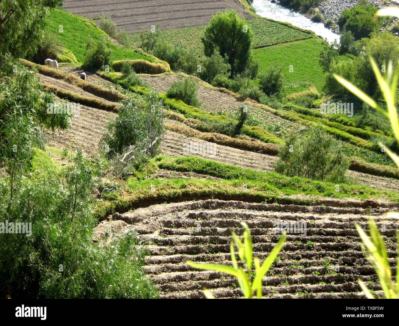East andean slopes hi-res stock photography and images - Alamy