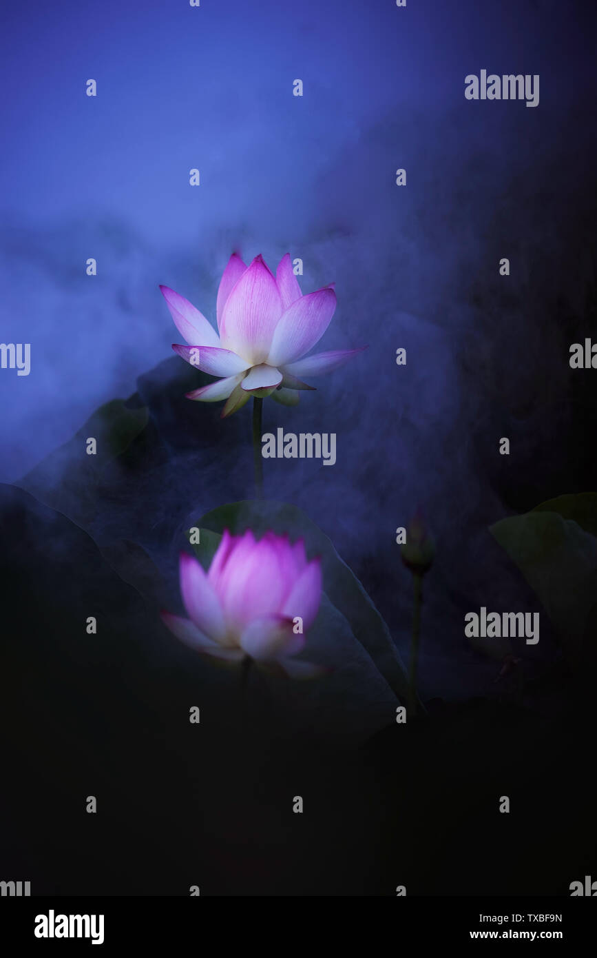 Foreign petals and colors and plants hi-res stock photography and ...