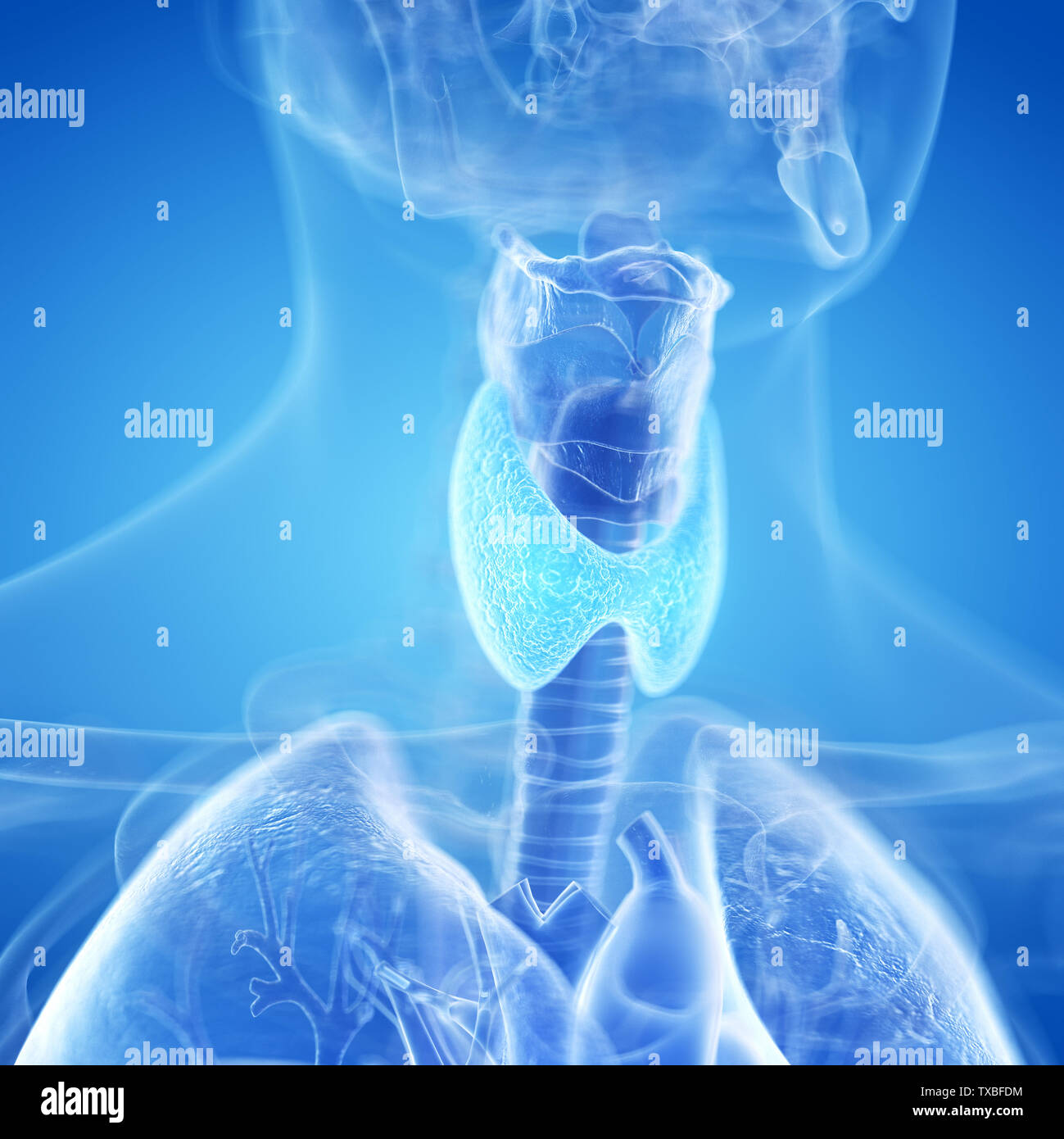 3d rendered, medically accurate illustration of the thyroid gland Stock ...