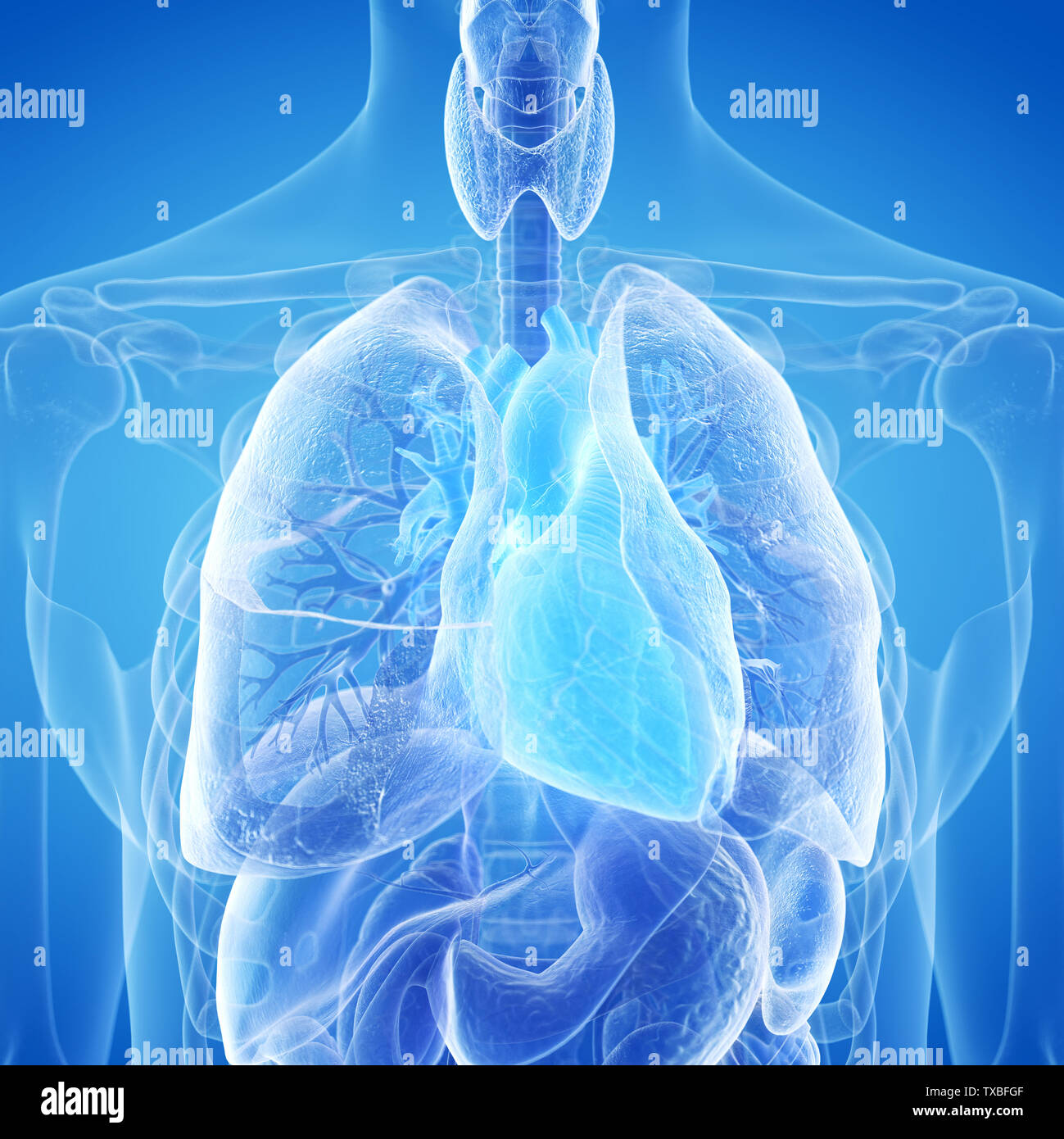 3d rendered, medically accurate illustration of the human heart Stock ...